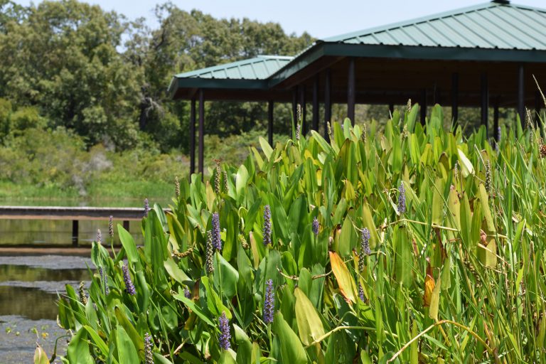 The Benefits of a Native Plant Buffer Around Your Lake or Pond