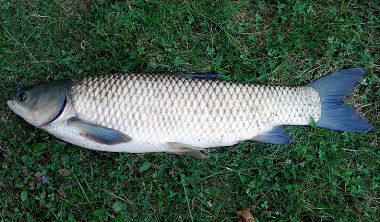 Manage Aquatic Vegetation by Stocking Triploid Grass Carp
