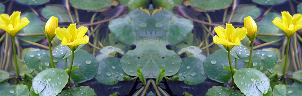 New Aquatic Invasive Species: Crested Floating Heart