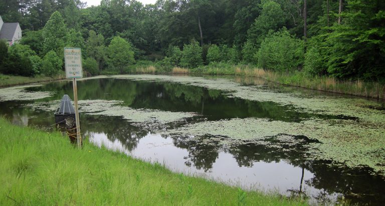 New Aquatic Invasive Species: Crested Floating Heart