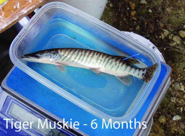 Enhance Your Fishing Experience With Tiger Muskies