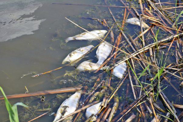 Toxic Golden Algae Disrupts Respiration Leading To Fish Kills