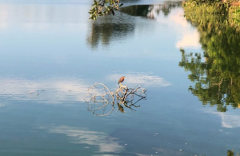 Oxygenate Your Waterbody With Nanobubble Aeration