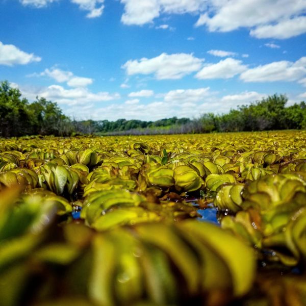 Water Weeds & Invasive Aquatic Plant Species Guide