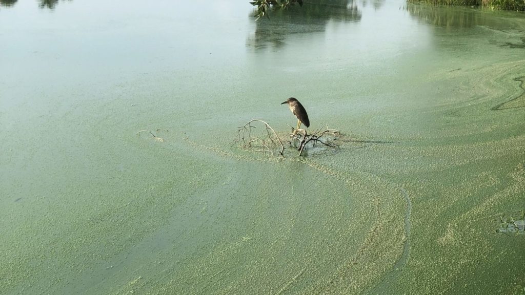 Common Types of Algae Species in Lakes and Ponds