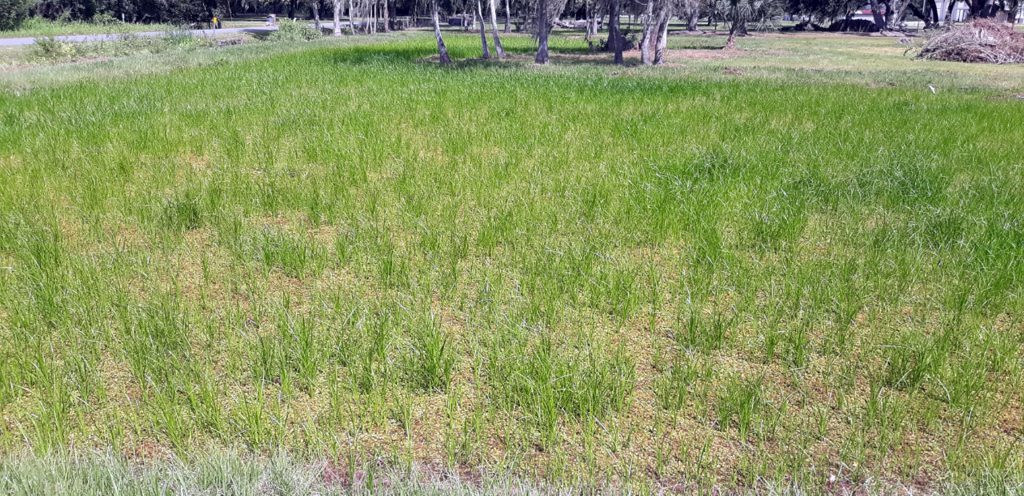 Pond Weed Control: Types, Removal & Prevention Guide