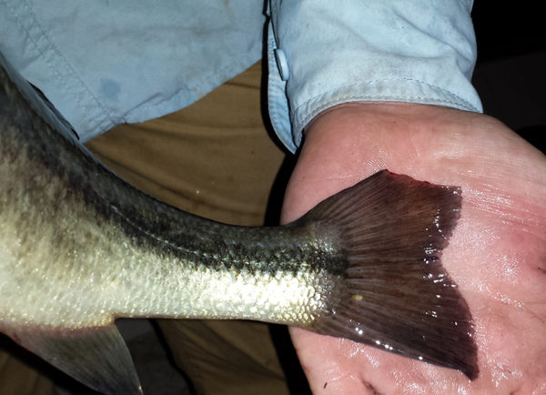 Know Your Pond Life: Fin-Clipping for Fisheries Management Success