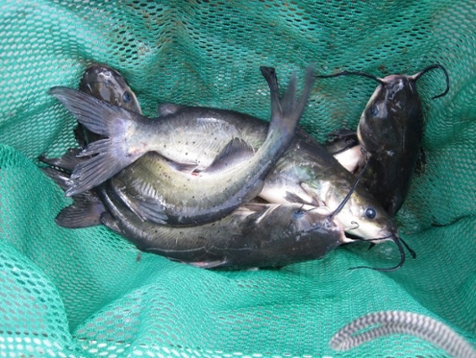 Effective Fish Stocking: The Right Species Makes All the Difference