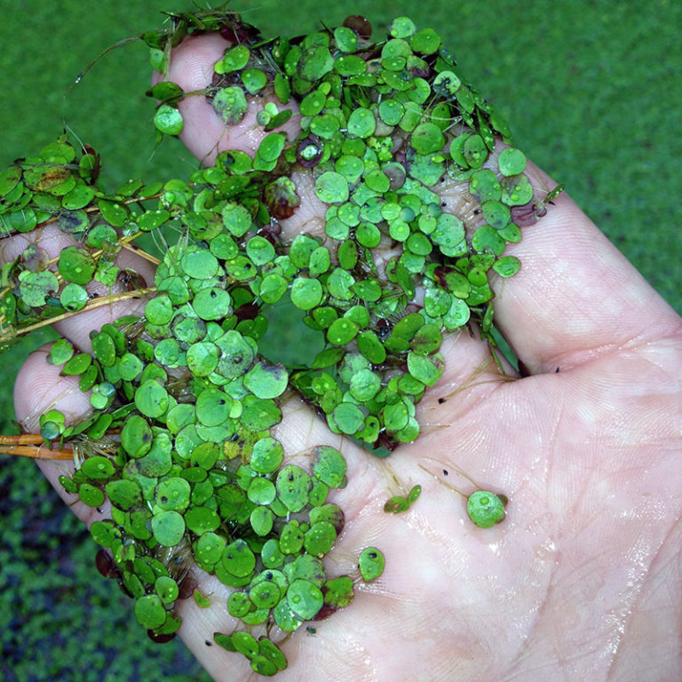 Pond & Lake Weeds: Identify & Control 9 Invasive Species