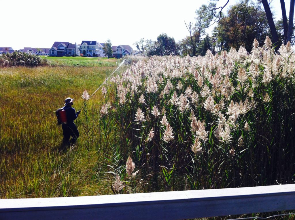 Invasive Phragmites Spread & Effective Control Methods