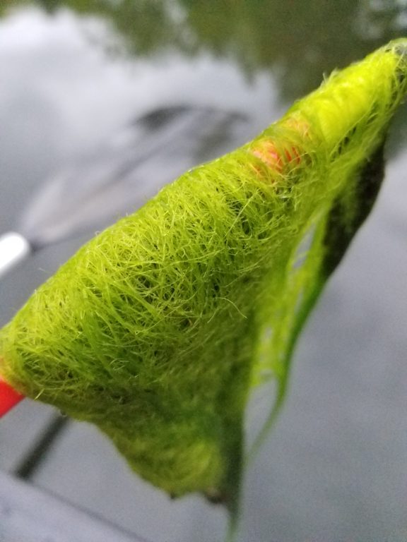 Phytoplankton: Get to Know Your Pond Algae