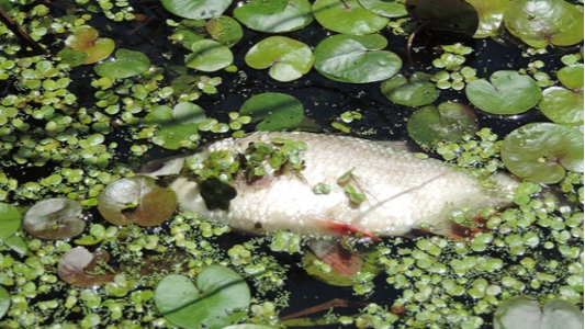 How to Avoid Fish Kills