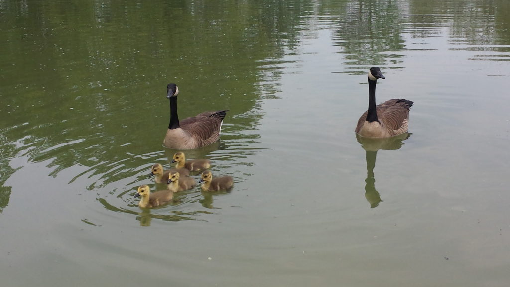 Goose Control Perfected With The Rectractable Goose D-Fence