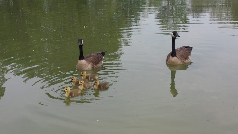 Goose Control Perfected With The Rectractable Goose D-Fence