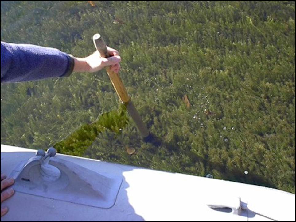 Understanding Invasive Hydrilla and Hydrilla Control Tools