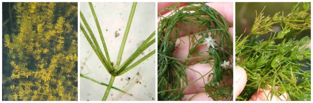 Common Types of Algae Species in Lakes and Ponds