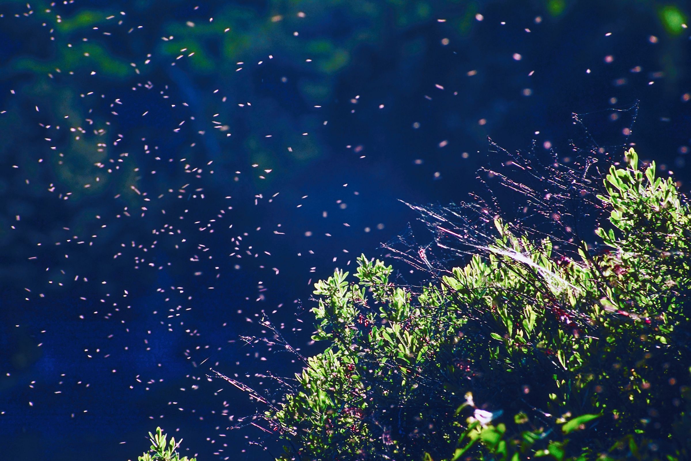 How to Get Rid of Aquatic Midge Flies in Freshwater Ponds