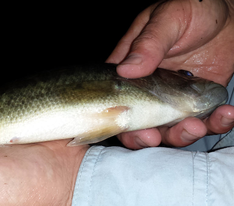 Know Your Pond Life: Fin-Clipping for Fisheries Management Success