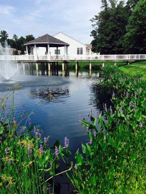 Establishing a Beneficial Vegetative Buffer | SOLitude Lake Management