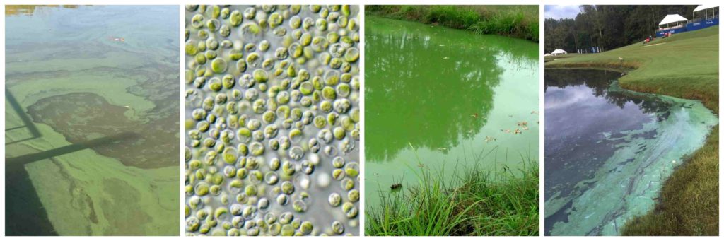 Common Types of Algae Species in Lakes and Ponds