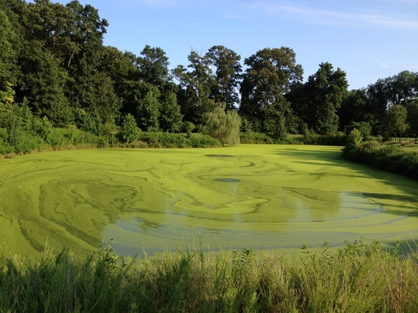 Professional Answers to 8 Common Lake & Pond Questions