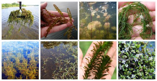 Aquatic Weed Control And Invasive Species Management