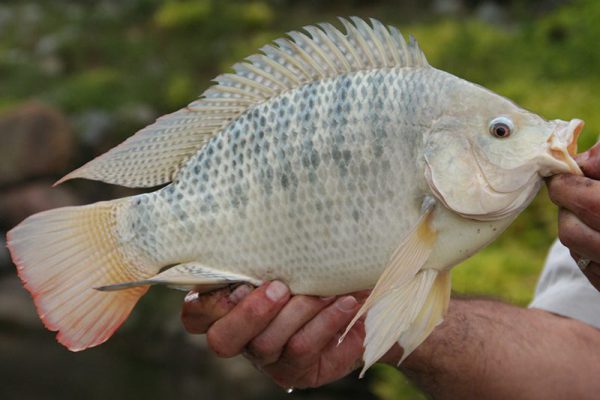 Should I Stock my Pond with Tilapia?
