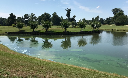 Managing Nuisance Algae and Toxic Cyanobacteria