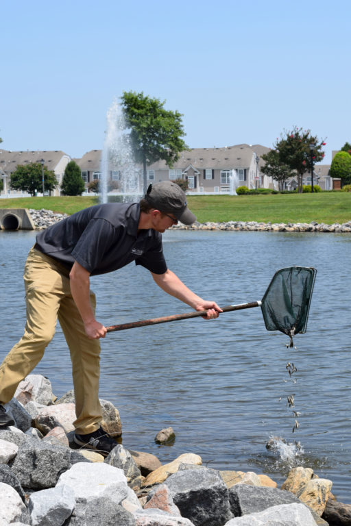 Stocking Minnows: A Natural Method For Mosquito Control