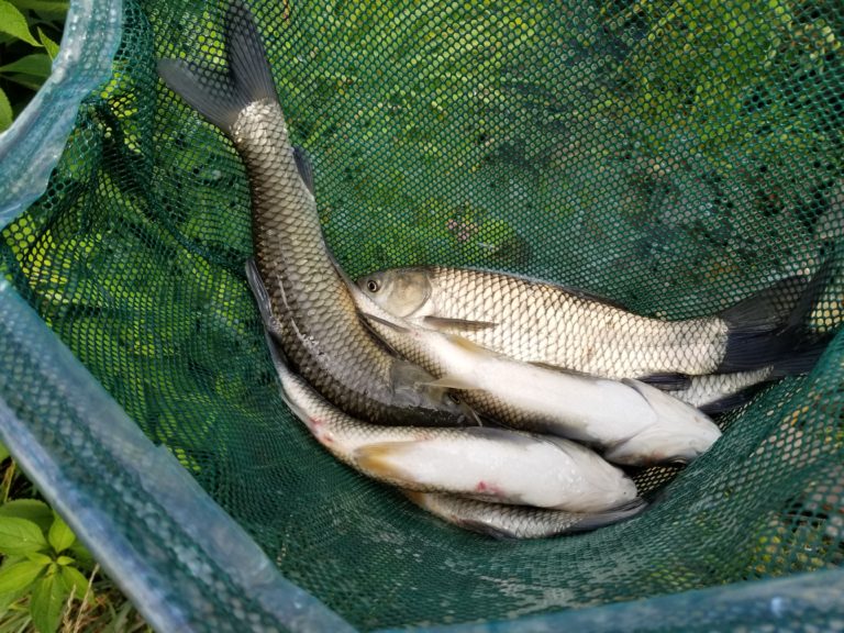 Vegetation Control Using Triploid Grass Carp in Ponds