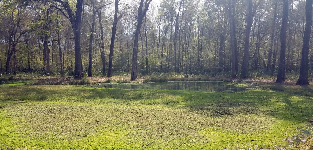 Use ProcellaCOR To Safely Target Invasive Aquatic Weeds