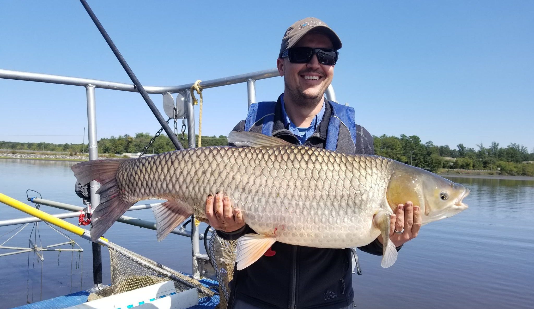 Grass Carp In Water
