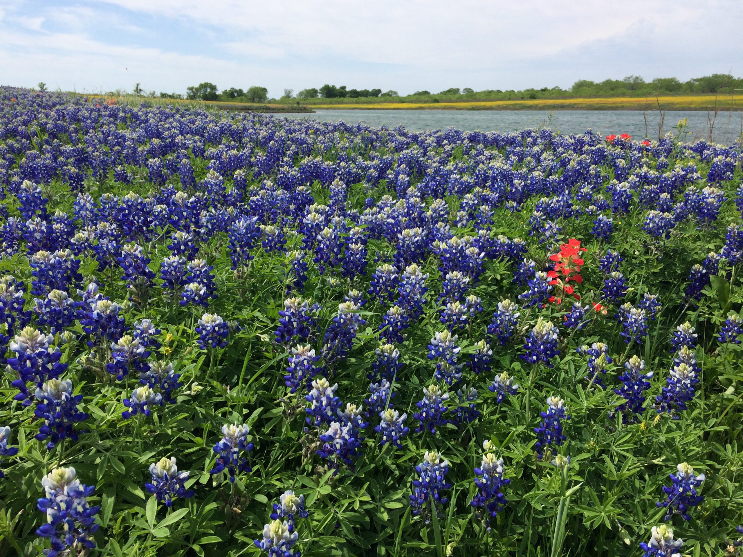 Establishing a Beneficial Vegetative Buffer | SOLitude Lake Management
