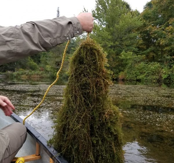 6 Tips to Prevent the Spread of Invasive Aquatic Weeds