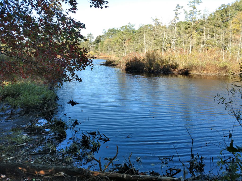 How to Remove Aquatic Weeds from Lakes and Ponds