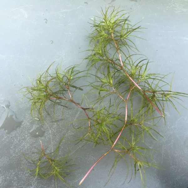 Pond & Lake Weeds: Identify & Control 9 Invasive Species