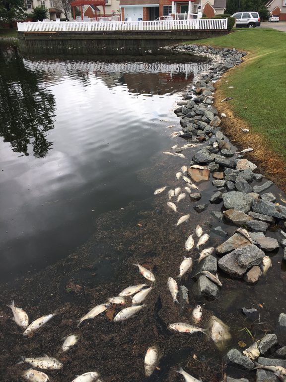 How to Avoid Fish Kills