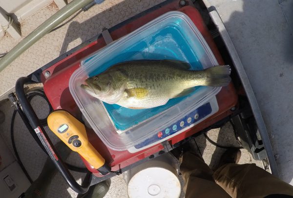Revamping A 10-Acre Carolina Trophy Largemouth Bass Fishery Revamping A 10-Acre Carolina Trophy Largemouth Bass Fishery