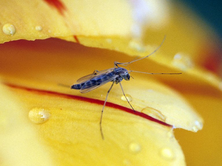Nuisance & Invasive Species Found in Florida Waterbodies