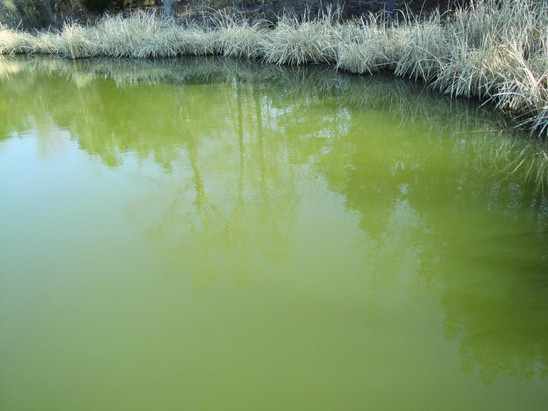 Pond Fertilization: Enhance Your Fish Habitat, Grow & Catch BIGGER Fish