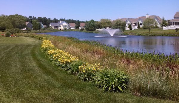 How to Choose the Right Aquatic Pond Plants for Your Pond