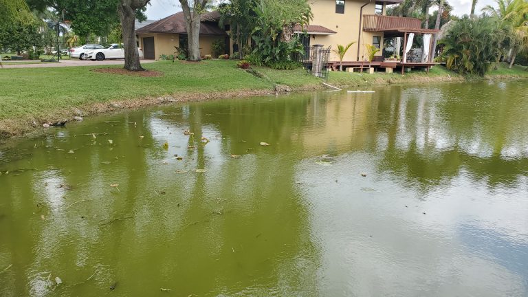 Improving Water Clarity: What Is the Cause of Murky Pond Water?