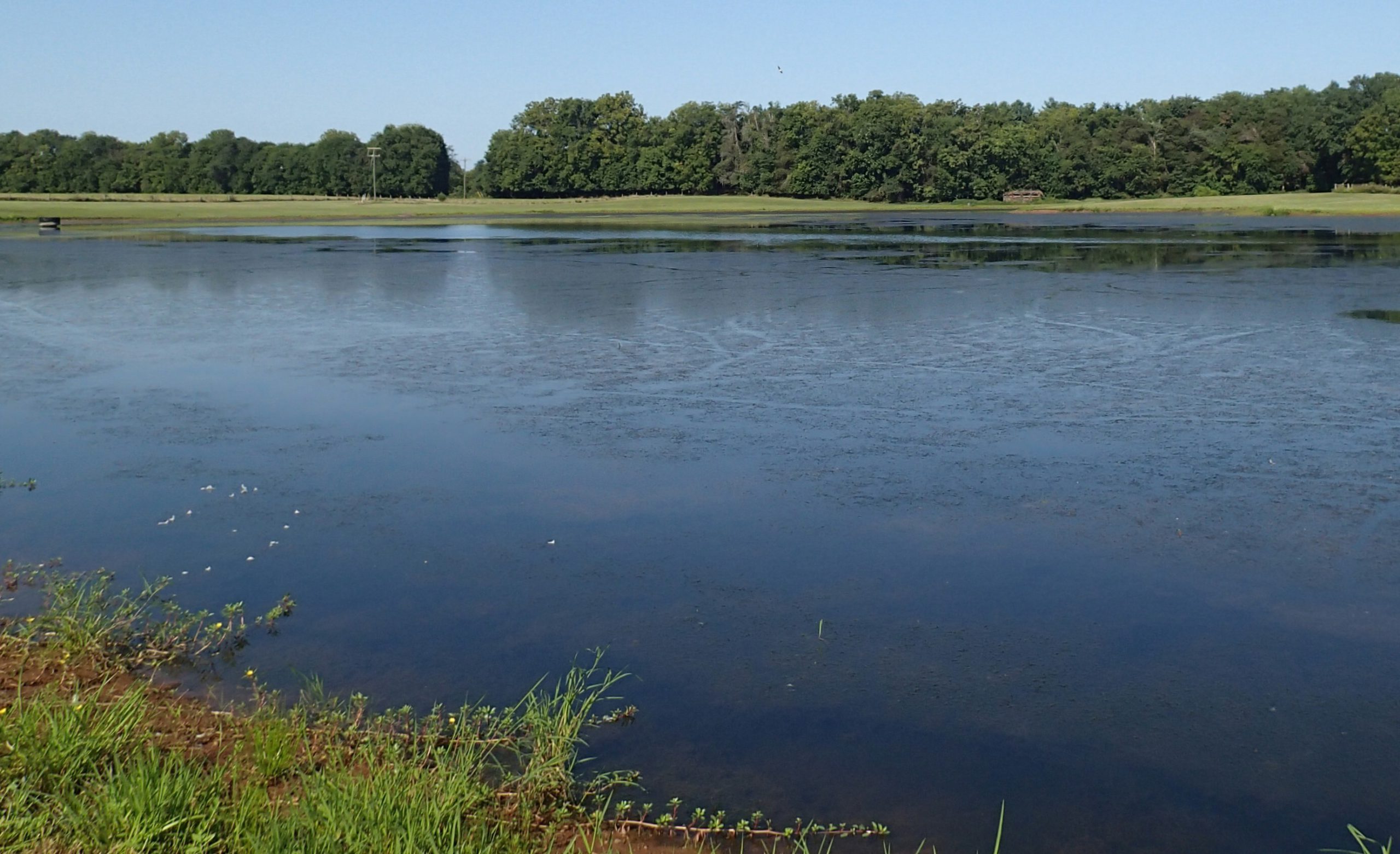 Southern Naiad Removal in Lake | Weed & Algae Control Case Study
