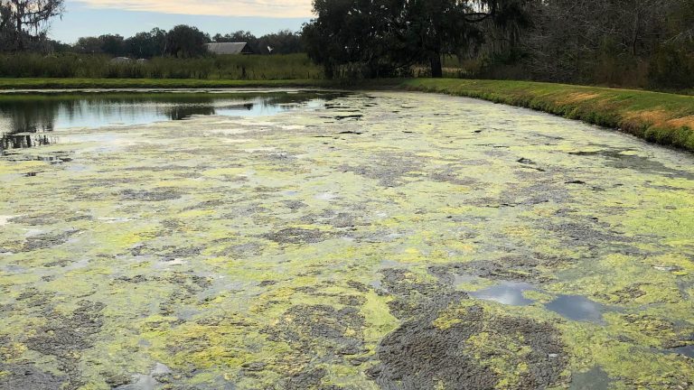 How Do I Get Rid of Pond Scum?