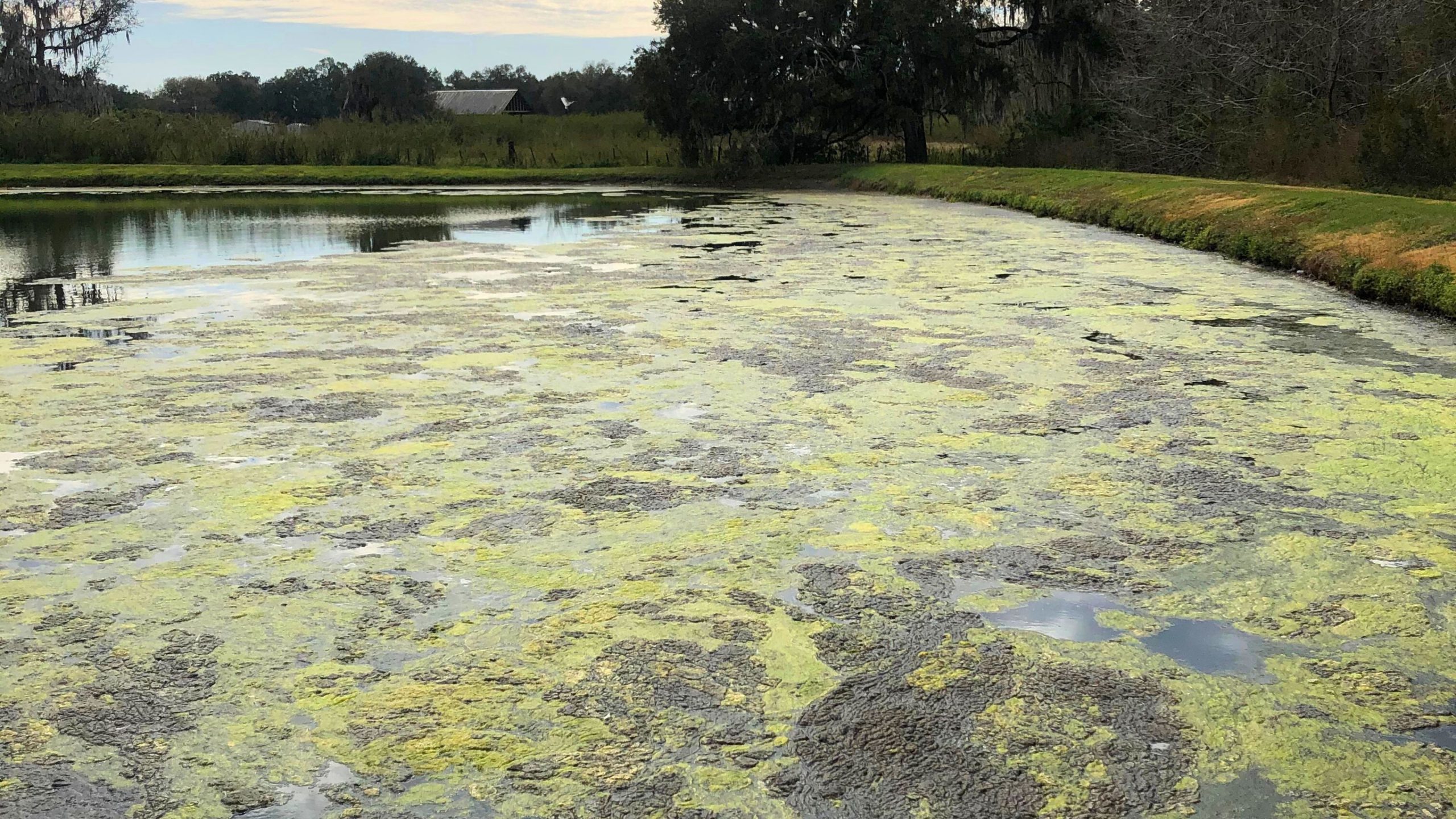 How Do I Get Rid of Pond Scum?