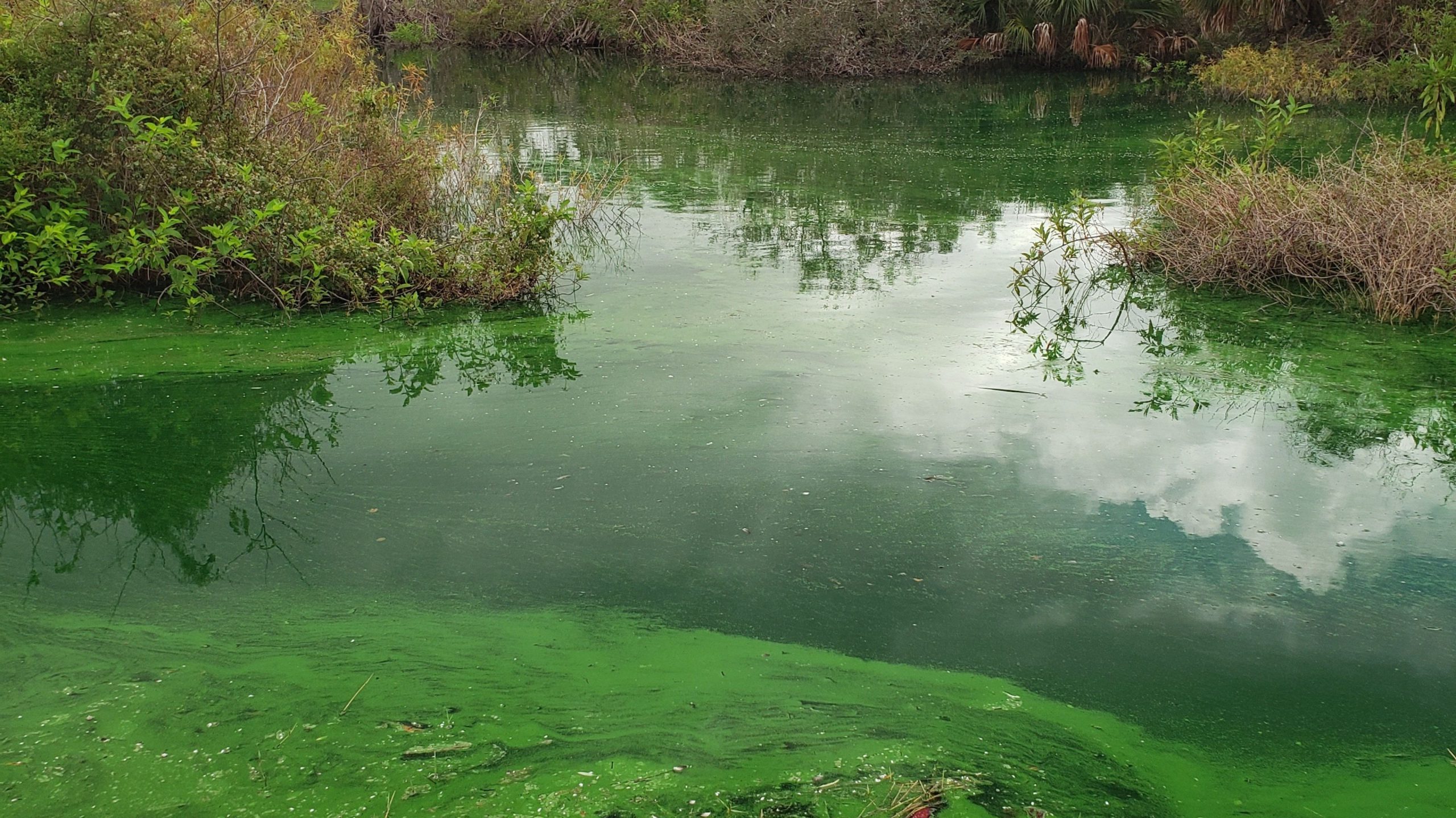 Toxic Pond Water? When Community Ponds Can Become Deadly