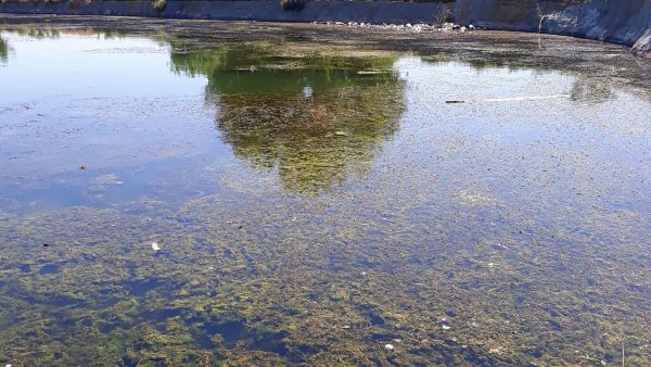 Aquatic Invasive Species Prevention and Policies