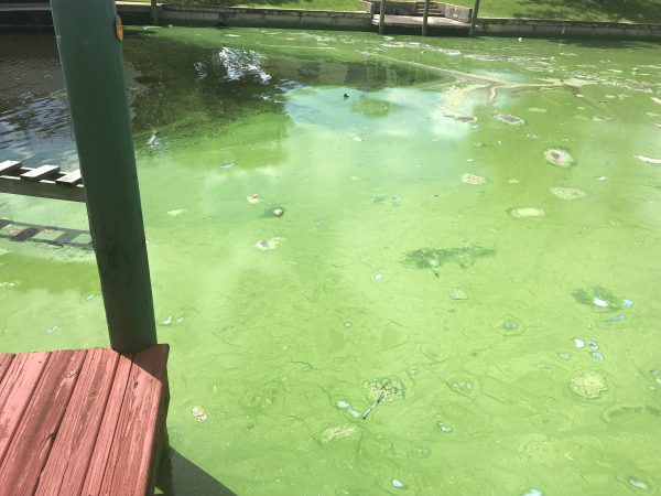Managing Harmful Algal Blooms (HABs)