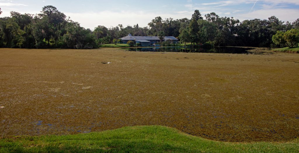 Lake Restoration: A Complete Guide to Maintaining Lake & Pond Health