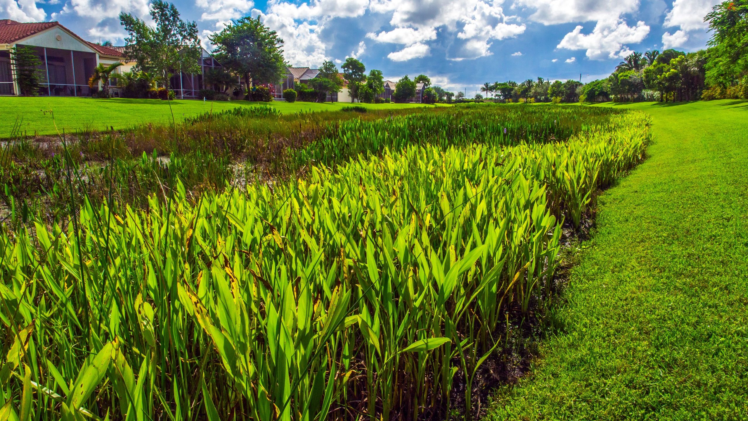 Littoral Zone Management for Lakes & Ponds